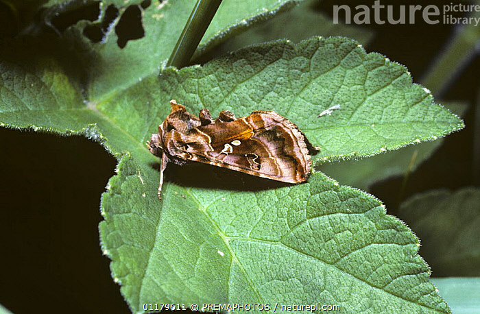 Stock photo of Beautiful golden-Y moth (Autographa pulchrina) in its ...