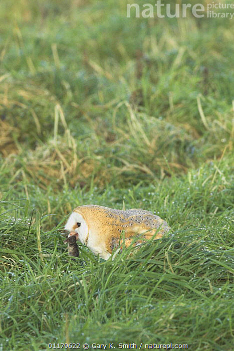 Stock photo of Barn Owl {Tyto alba} with shrew prey in rough pasture ...