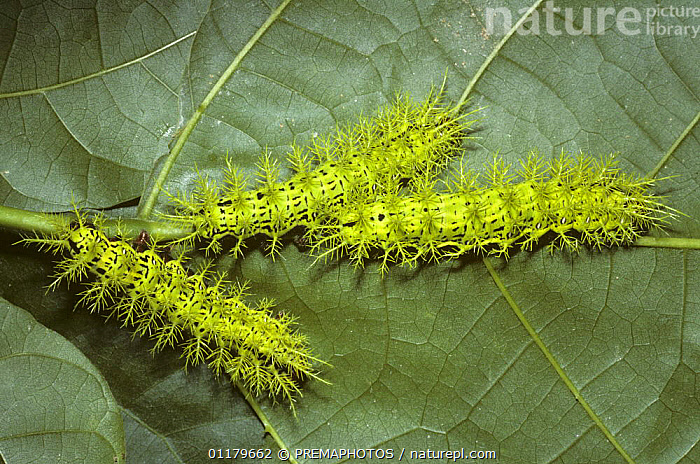 Stock photo of Caterpillar larvae of Moth (Dirphia molippa) heavily ...