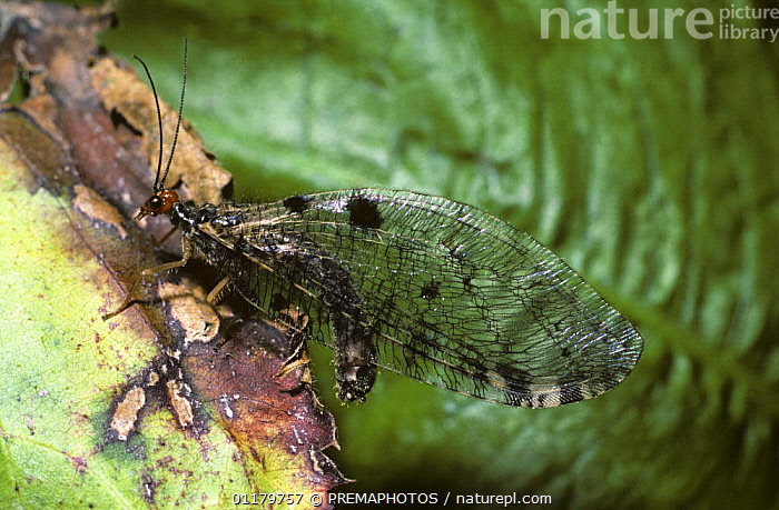 Stock photo of Giant lacewing (Osmylus fulvicephalus) UK. Available for ...