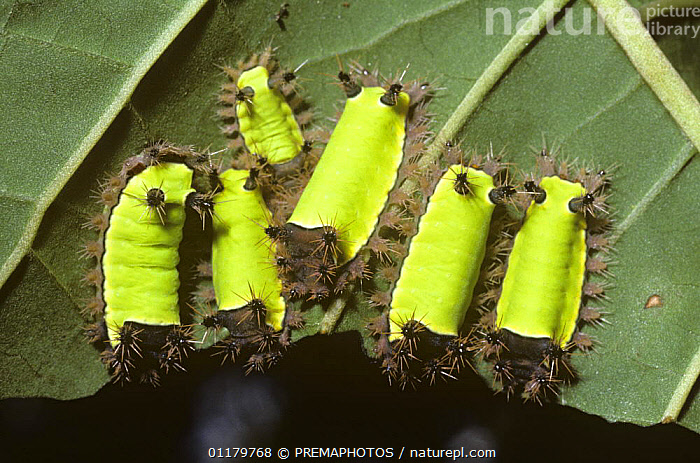 Stock photo of Caterpillar larvae of Slug moth (Acharia / Sibine sp) in ...