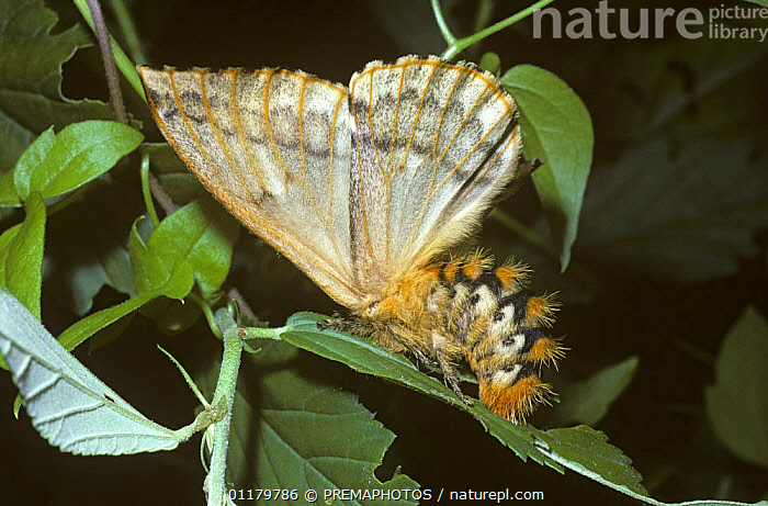 Stock photo of Moth (Molippa nibasa) bending its wings forwards to ...