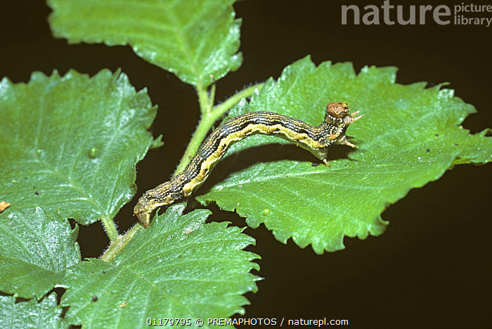 Stock photo of Caterpillar larva of Mottled umber moth (Erannis ...