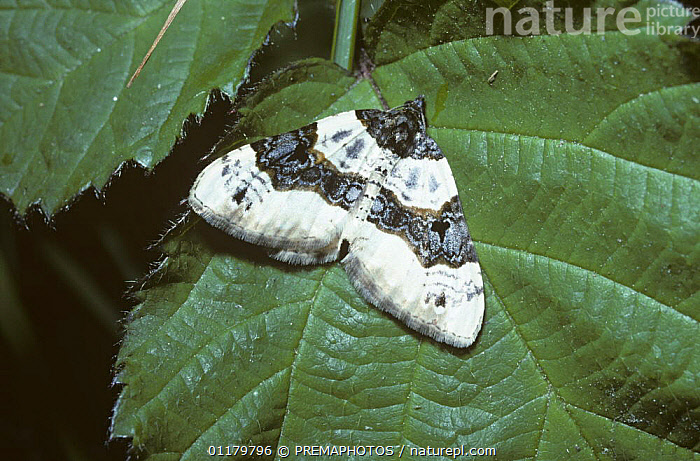 Stock photo of Purple bar moth (Cosmorhoe ocellata) UK. Available for ...