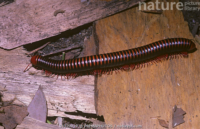 Stock photo of Giant millipede {Spirostreptus sp} Madagascar. Available ...