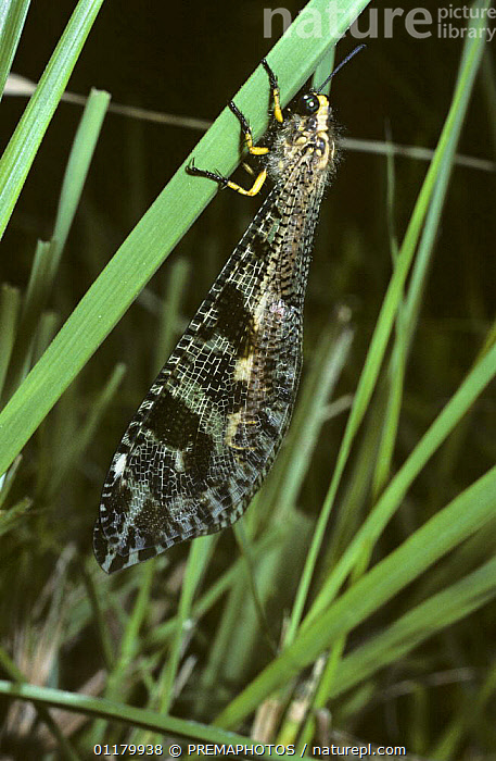 Stock photo of Adult Antlion {Palpares sp} hanging off blade of grass ...