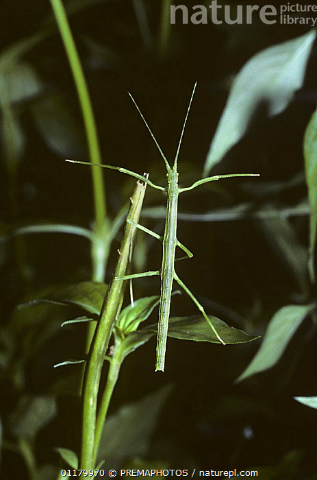 Stock Photo Of Walking Stick Stick Insect Phasmid In Typical
