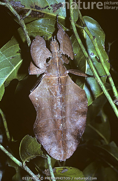 Stock photo of Leaf insect {Phyllium sp} female in rainforest, New ...