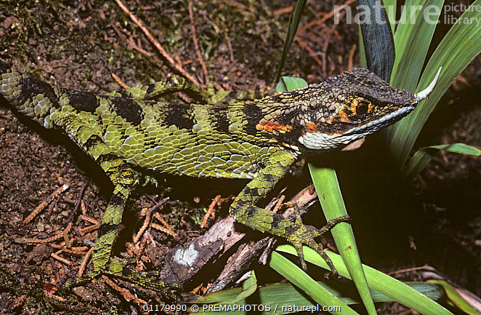 Stock photo of Horned-nose lizard (Ceratophora stoddarti) male in sub ...