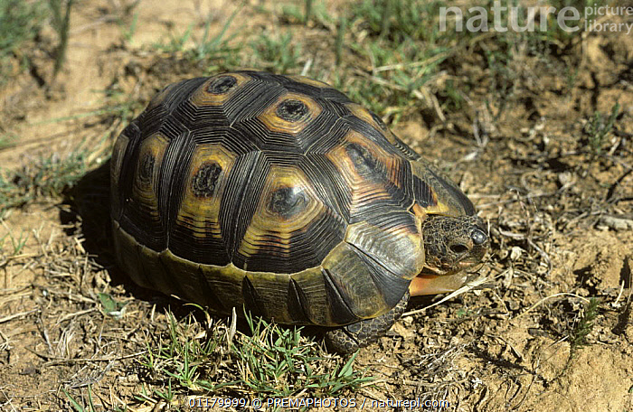Stock photo of Angulate tortoise {Chersina angulata} South Africa ...