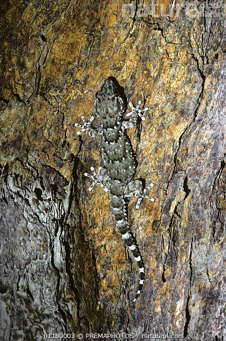 Stock photo of Bibron's thick-tailed gecko lizard {Pachydactylus ...