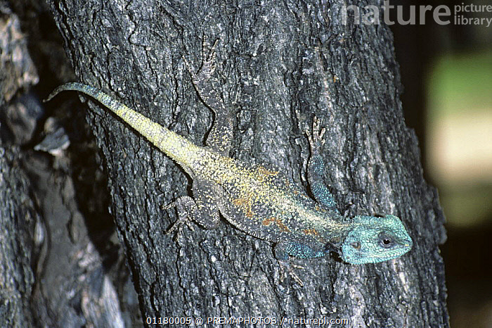 Stock photo of Blue throated / headed Agama lizard {Agama atricollis ...