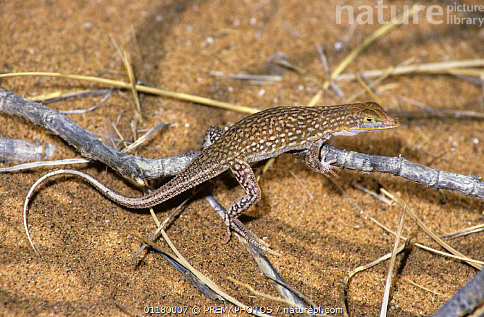 Yellow Spotted Lizard Desert