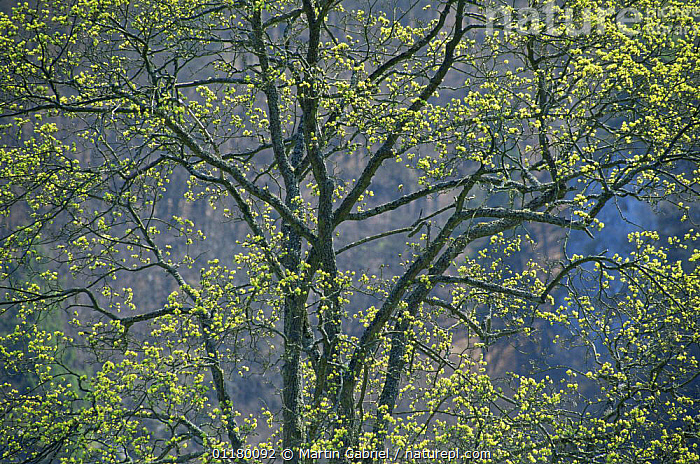 Stock photo of Sycamore tree {Acer pseudoplatanus} new leaves in spring ...