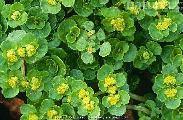 Stock photo of Golden saxifrage {Chrysosplenium oppositifolium} in ...