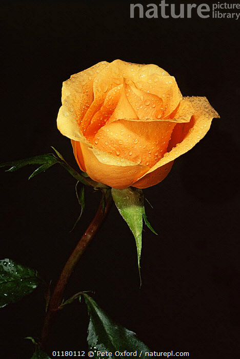 Stock photo of Cultivated Rose flower {Rosa sp}. Available for sale on ...