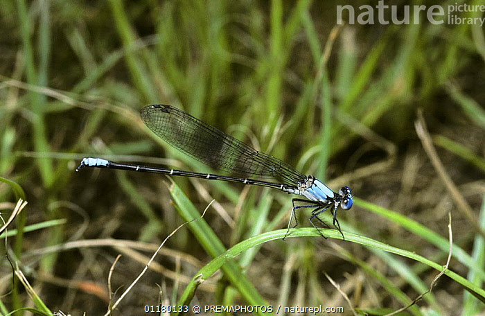 Stock photo of Blue-fronted dancer damselfly {Argia apicalis} male ...