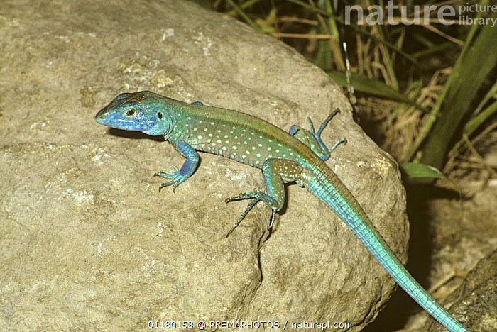 Stock photo of Rainbow whiptail lizard {Cnemidophorus lemniscatus} male ...