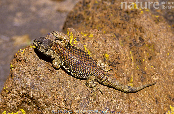 Stock photo of Lava lizard {Liolaemus multiformis} basking on Andean ...