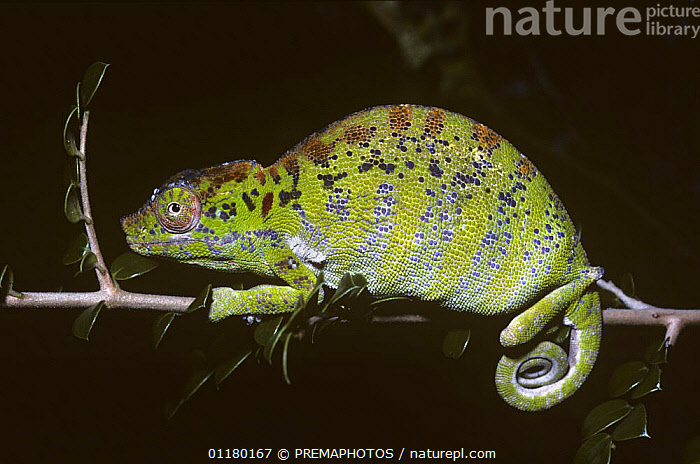Stock photo of Snub nosed / Labord's chameleon (Chamaeleo / Furcifer ...