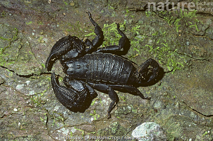 Stock photo of Scorpion (Pandinus sp) on a tree at night in temperate ...