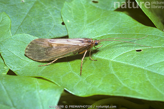 Stock photo of Caddis-fly adult (Halesus radiatus) UK. Available for ...