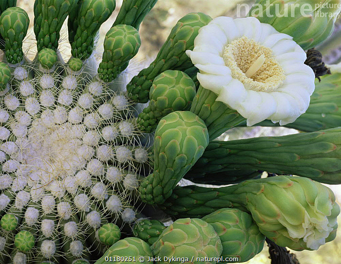 Cactus Arizona