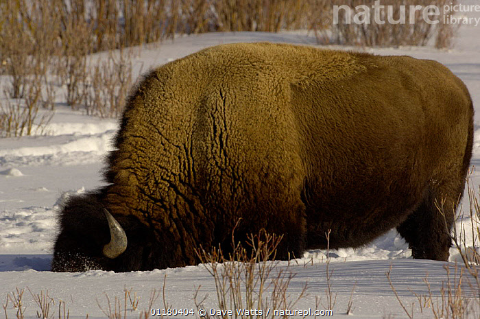 Stock photo of Bison / Buffalo {Bison bison} feeding in deep snow ...