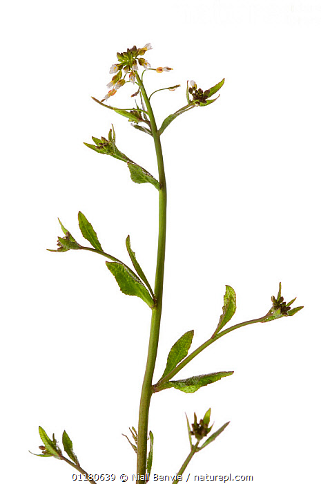 Stock photo of Thale cress {Arabidopsis thaliana}, Angus, Scotland, UK ...