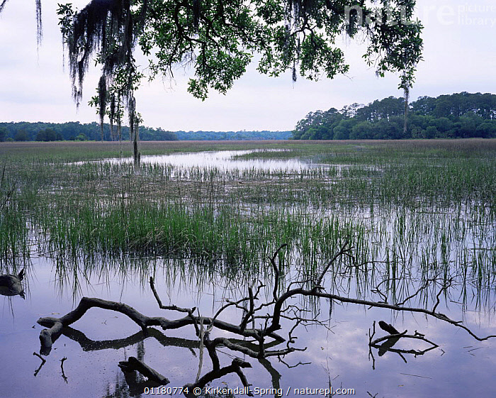 Stock photo of View of the estuary along Big Ferry Trail, Skidaway ...