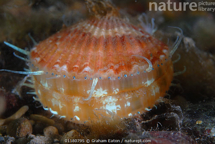 Stock photo of Juvenile Giant scallop (Pecten maximus) showing ...