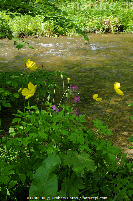 Stock photo of Welsh Poppy (Meconopsis cambrica) beside limestone ...