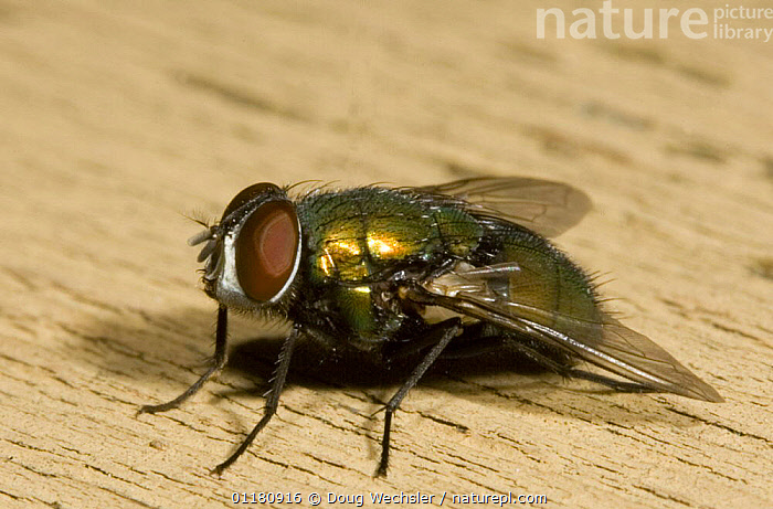 Stock photo of Blow Fly {Lucilla sp} Pennsylvania, USA. Available for ...