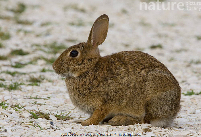 Stock photo of Eastern Cottontail Rabbit {Sylvilagus floridanus} New ...
