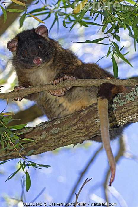 Stock photo of Western Ringtail Possum (Pseudocheirus occidentalis ...