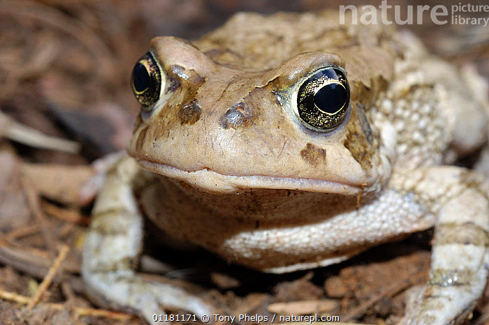 Stock photo of Raucous Toad {Bufo rangeri} Female, Little Karoo, South ...