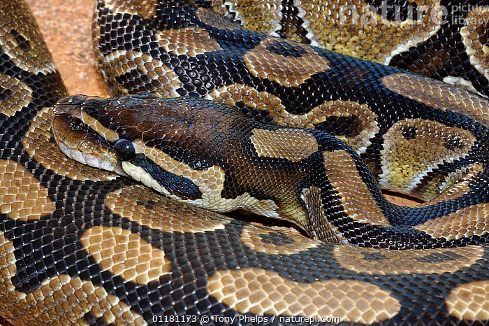 Stock photo of Royal / ball python {Python regius} captive. from ...