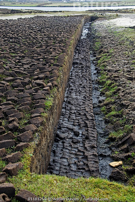 Stock photo of Peat blocks dug from peat bog and laid out to dry ...