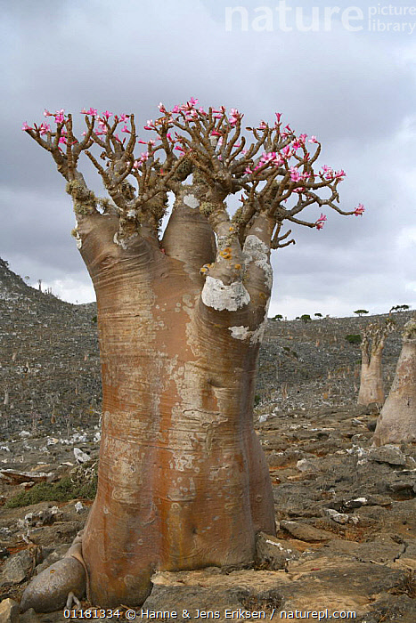 Stock photo of Socotran desert rose {Adenium obesum sokotranum ...