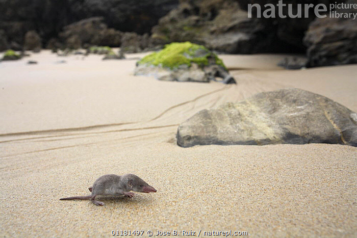 Stock photo of Etruscan Shrew {Suncus etruscus} abandoned baby on ...