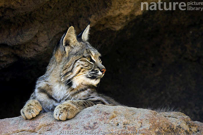 Stock photo of American Bobcat (Lynx rufus / Felis rufus) portrait ...