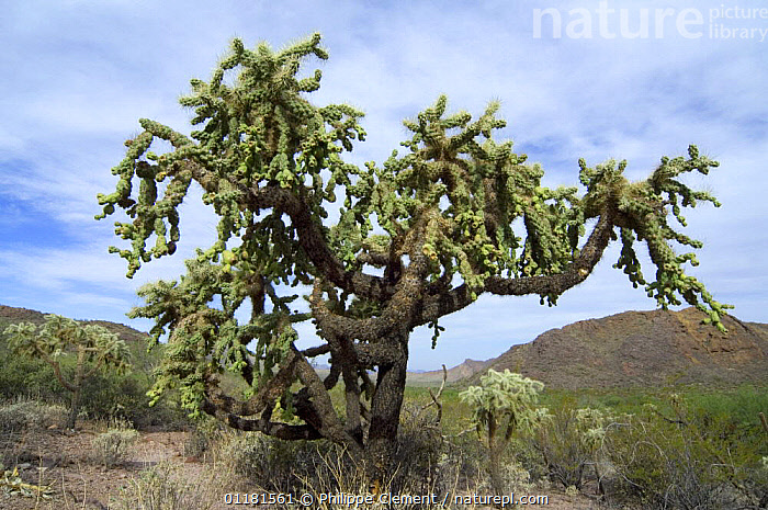 Stock photo of Chain fruit / Jumping cholla (Opuntia / Cylindropuntia ...