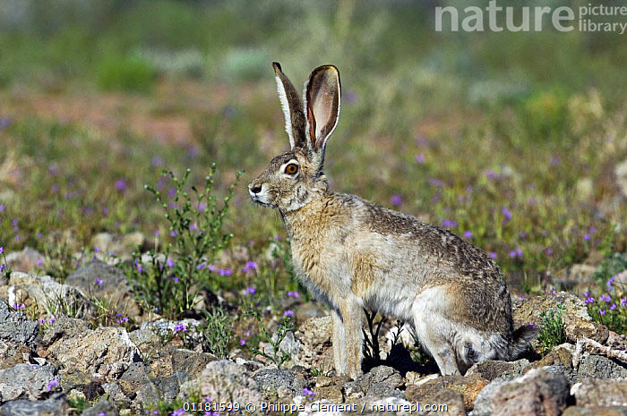 Stock photo of Black Tailed Jackrabbit (Lepus californicus) sitting ...