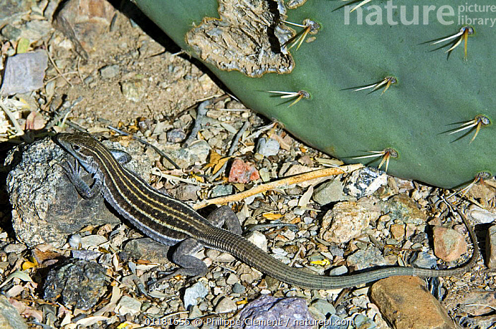 Stock photo of Sonoran spotted whiptail lizard (Cnemidophorus sonorae ...