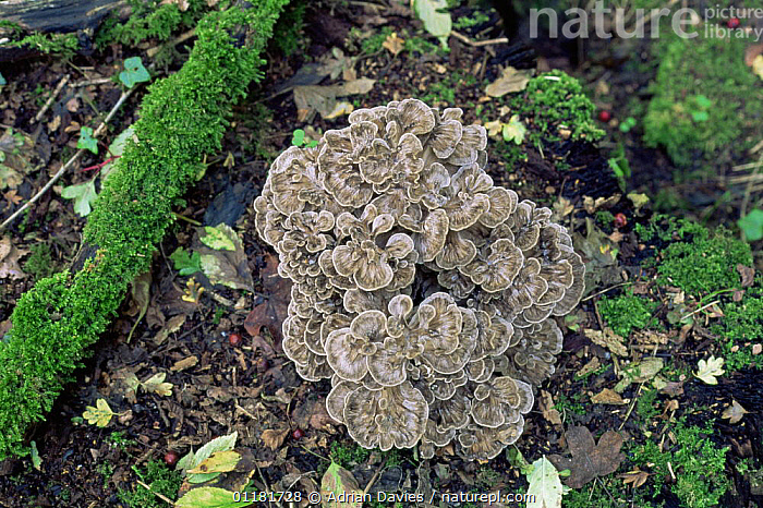 Stock photo of Hen of the Woods fungus {Grifola frondosa} UK. Available ...