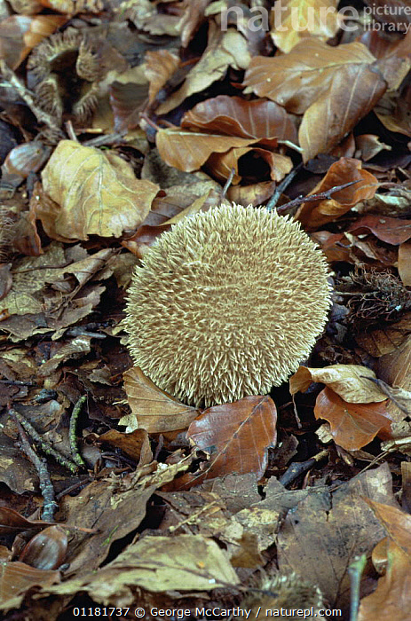 Stock photo of Spiny puffball fungus {Lycoperdon echinatum} in woodland ...