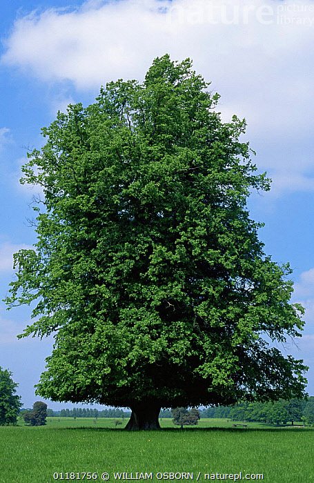 Stock photo of Common lime tree {Tilia x europaea} in summer, sequence ...
