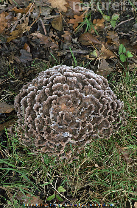Stock photo of Fungus {Podoscypha multizonata} New Forest, Hampshire ...