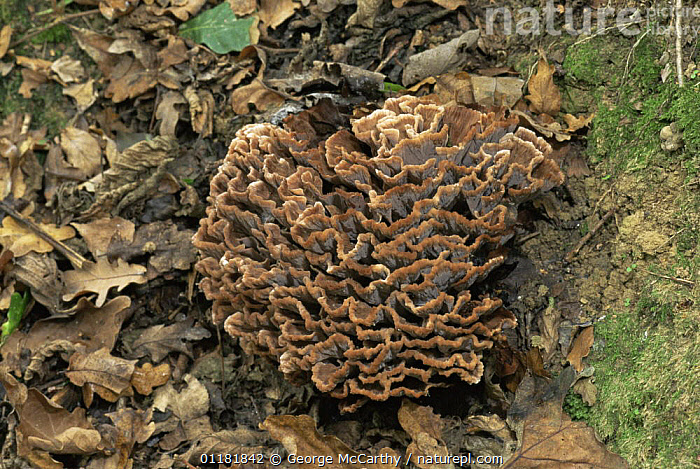 Stock photo of Fungus {Podoscypha multizonata} Sussex, UK. Available ...