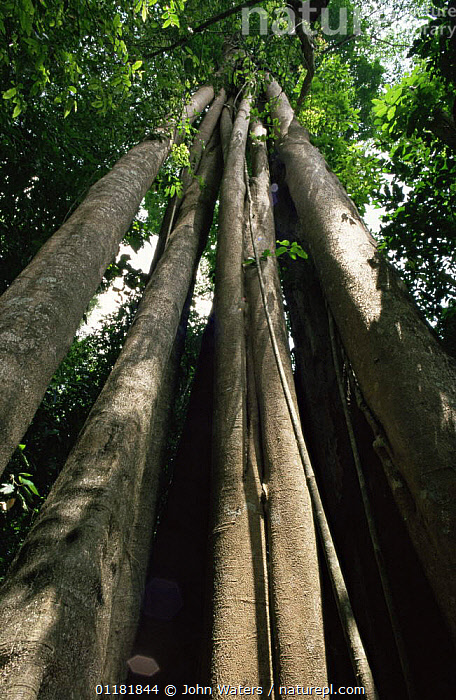 Stock photo of Looking up the trunks of a Jaguey blanco tree {Ficus trigonata} Khao Yai ...